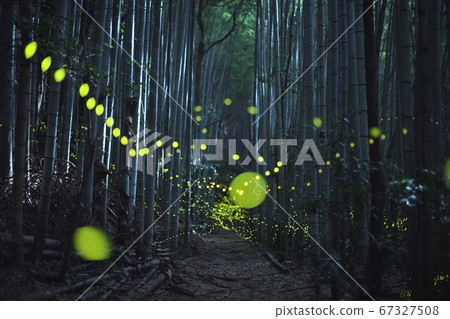 Bamboo forest and princess firefly - Stock Photo [67327508] - PIXTA