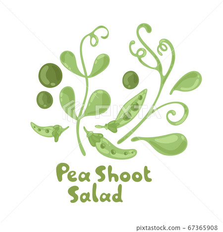 Pea shoots vector vegetable illustration. Pea... - Stock Illustration ...