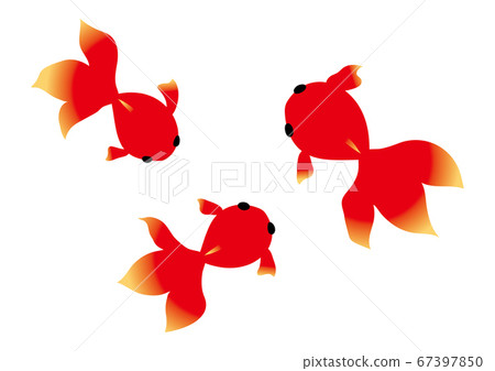 Three red goldfish - Stock Illustration [67397850] - PIXTA