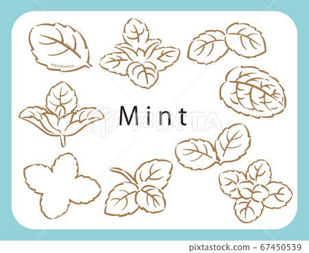 Mint icon, illustration and set. Vector image - Stock Illustration ...
