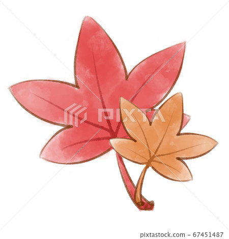 Maple of two colors - Stock Illustration [67451487] - PIXTA