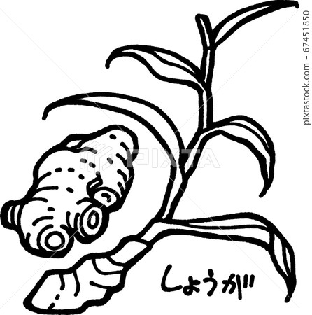 Line drawing illustration of ginger - Stock Illustration [67451850] - PIXTA