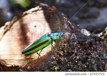 A badger beetle - Stock Photo [67455729] - PIXTA