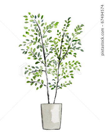 Ornamental plant ash watercolor illustration - Stock Illustration ...