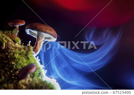 Spore release of mushrooms - Stock Photo [67523400] - PIXTA