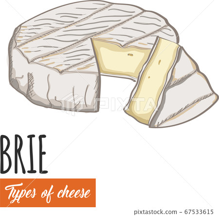 Hand drawn colorful Brie cheese - Stock Illustration [67533615] - PIXTA