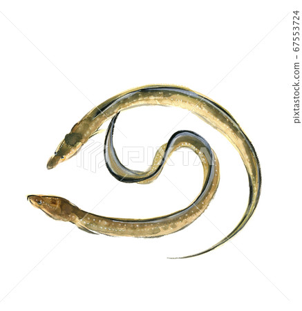 Two eels [Watercolor] - Stock Illustration [67553724] - PIXTA