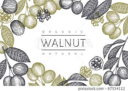 Hand drawn sketch walnut design template. Organic - Stock Illustration ...