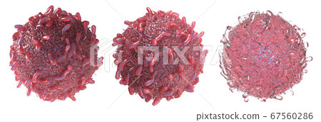 Red cancer cells - Stock Illustration [67560286] - PIXTA