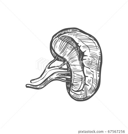 Spleen Drawing
