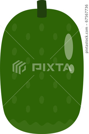 Winter melon illustration - Stock Illustration [67567736] - PIXTA