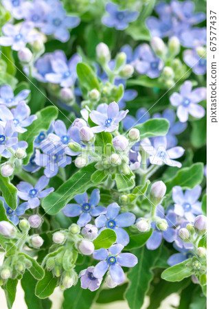 Blue floret, blue star - Stock Photo [67577437] - PIXTA