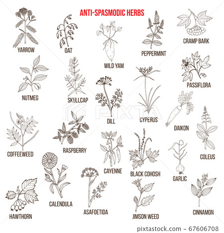 Best antispasmodic herbs collection - Stock Illustration [67606708] - PIXTA
