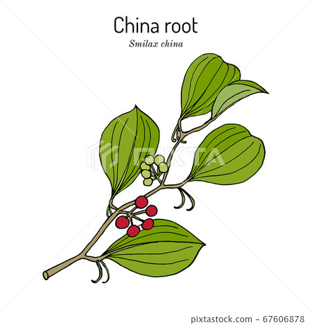 China root Smilax china , medicinal plant - Stock Illustration ...