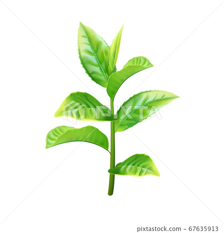 Realistic green tea branch. Vector illustration - Stock Illustration ...