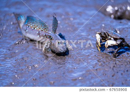 Ariake Sea rare fish Mutsugorou - Stock Photo [67658908] - PIXTA