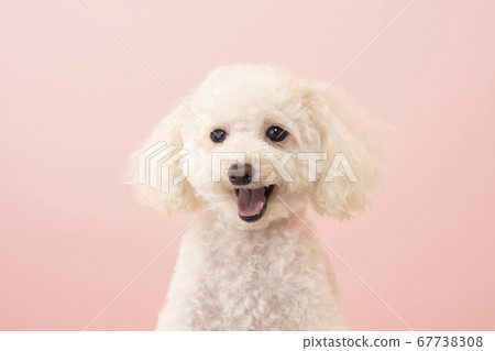 Why Do Poodles Smile