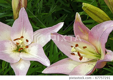 Yuri - Stock Illustration [67757291] - PIXTA