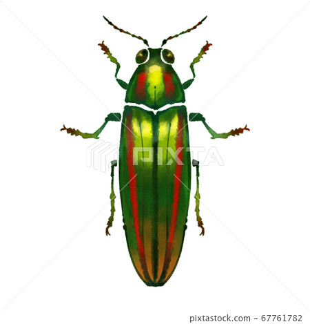 Real Buprestidae (Single) - Stock Illustration [67761782] - PIXTA