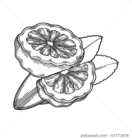 Graphic sliced bergamot fruits and leaves.... - Stock Illustration ...