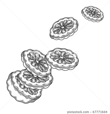 Graphic sliced bergamot fruits. Vector... - Stock Illustration ...