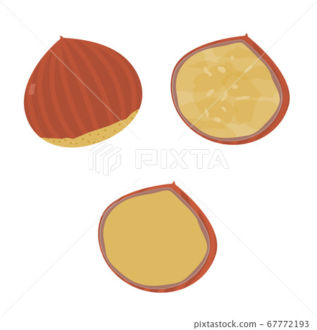 Simple vector illustration of chestnut - Stock Illustration [67772193 ...