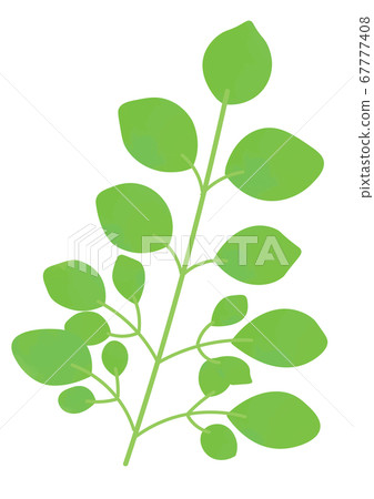 Moringa illustration - Stock Illustration [67777408] - PIXTA