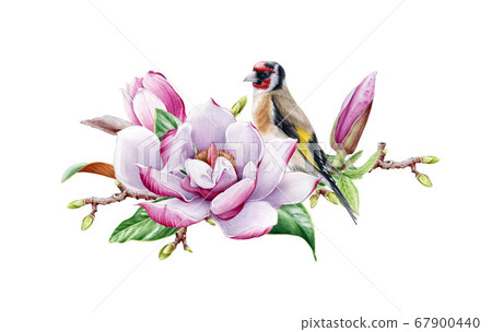 Magnolia flower with goldfinch bird on a branch. - Stock Illustration ...