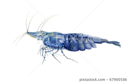 Fresh blue shrimp watercolor illustration. - Stock Illustration ...
