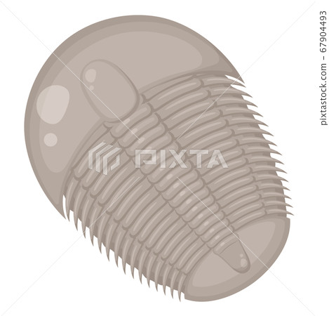 Illustration of trilobite fossil - Stock Illustration [67904493] - PIXTA