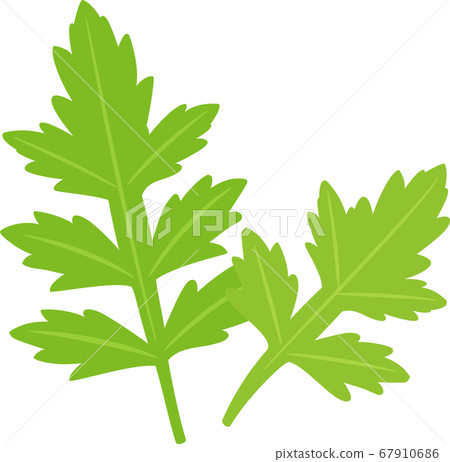 Mugwort leaves - Stock Illustration [67910686] - PIXTA