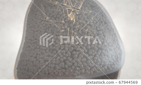 3d render of human lung structure - Stock Illustration [67944569] - PIXTA