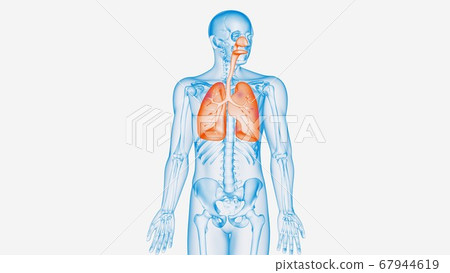 3d render human body with translucent lungs - Stock Illustration ...