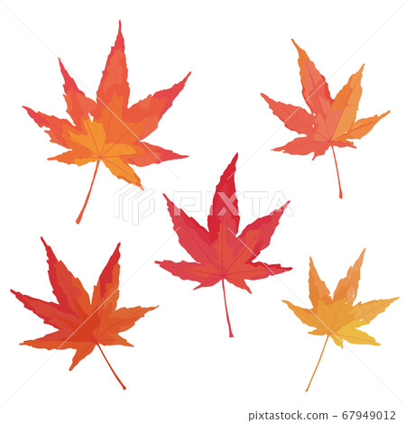 Momiji - Stock Illustration [67949012] - PIXTA