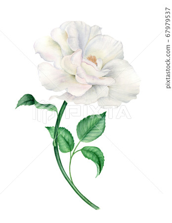 Vintage realistic white Rose botanical... - Stock Illustration ...