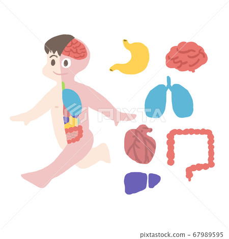 Human model - Stock Illustration [67989595] - PIXTA