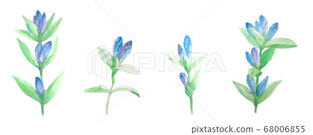 Watercolor illustration: Rindo - Stock Illustration [68006855] - PIXTA