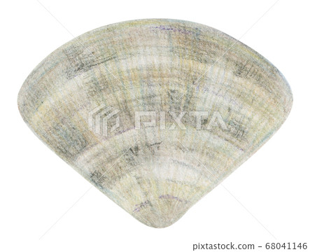 Hand-painted colored pencil clam clam clam - Stock Illustration ...