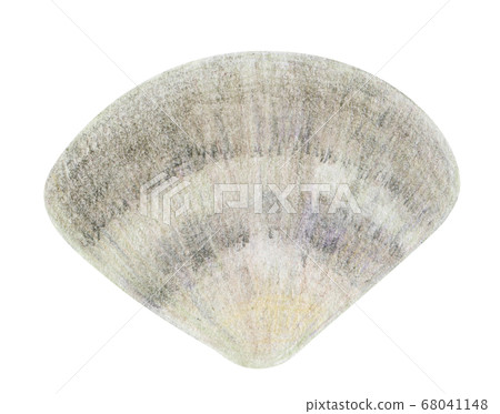 Hand-painted colored pencil clam clam clam - Stock Illustration ...