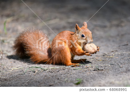 Long Eared Squirrel