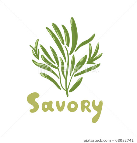 Savory herb cartoon vector illustration. Savory... - Stock Illustration ...