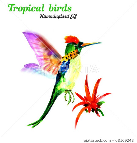 Tropical birds. Hummingbird elf. Watercolor... - Stock Illustration ...