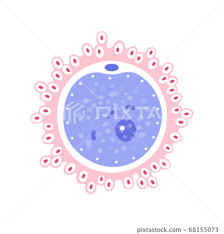 Egg cell anatomy - Stock Illustration [68155073] - PIXTA