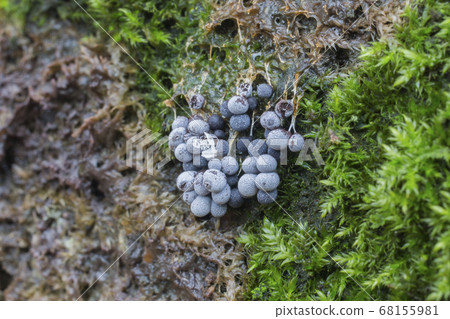Badhamia utricularis slime mold (the Netherlands)-照片素材（圖片） [68155981 ...