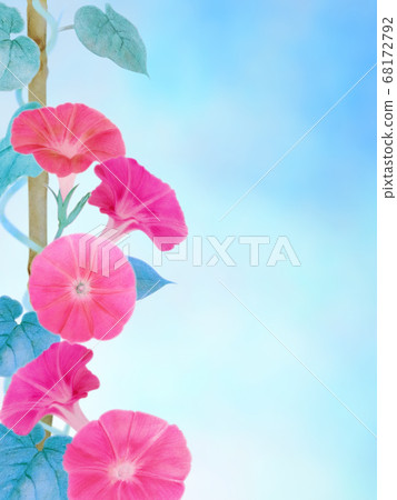 Potted morning glory red hot summer background... - Stock Illustration ...