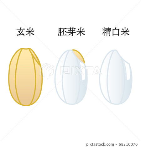 Rice grain illustration _ brown rice _ embryo... - Stock Illustration ...