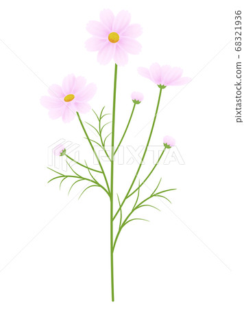 Illustration of light pink cosmos - Stock Illustration [68321936] - PIXTA