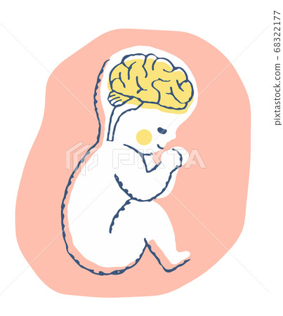 Fetal brain - Stock Illustration [68322177] - PIXTA
