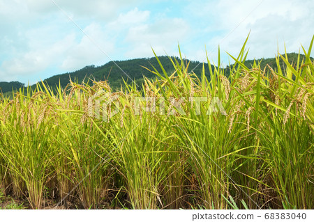 Autumn image of... - Stock Photo [68383040] - PIXTA