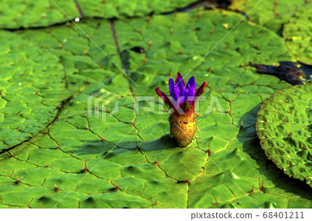 A flower of a squirrel that blooms in the... - Stock Photo [68401211 ...